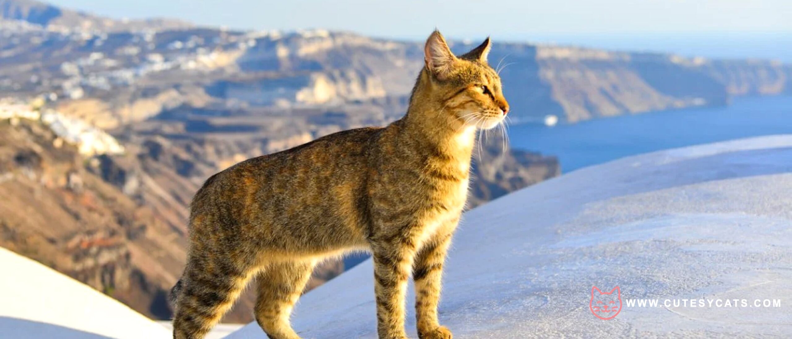Aegean Cat: A Sunlit Spirit from the Greek Isles