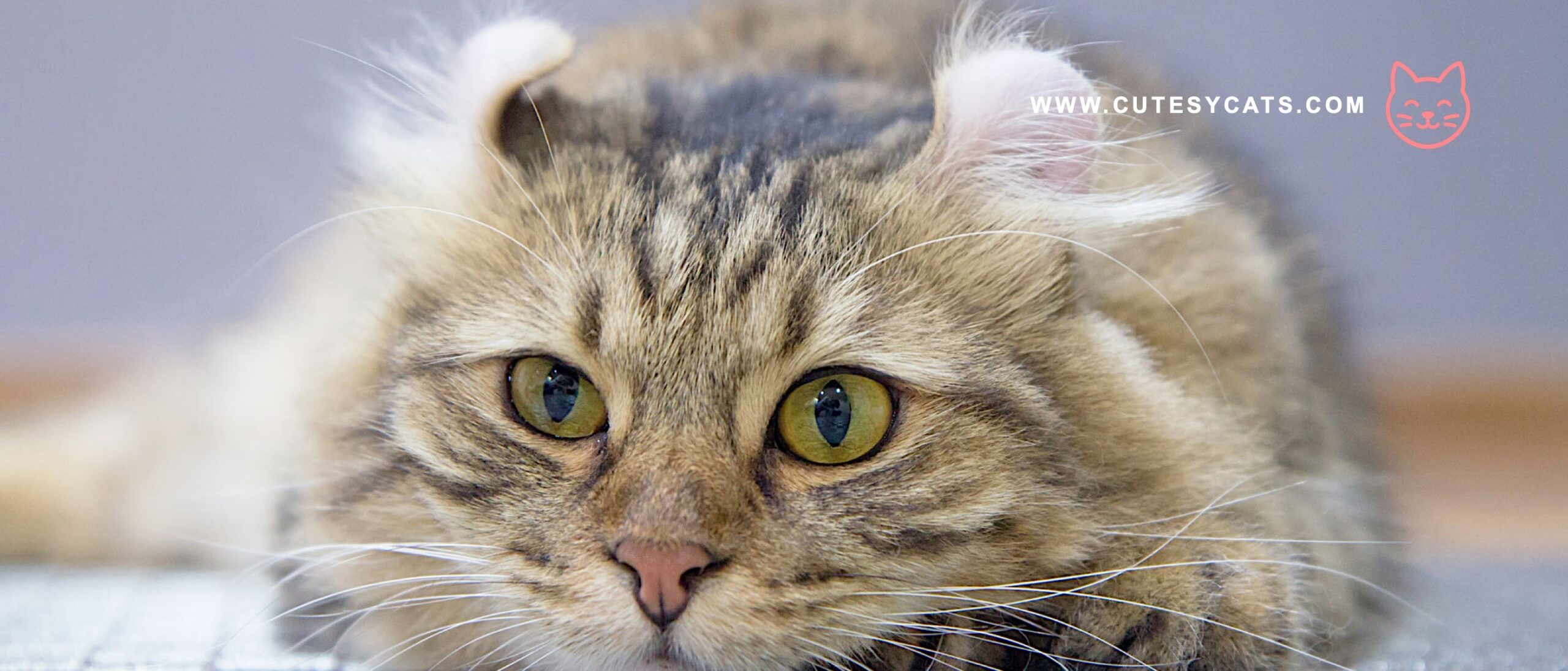 American Curl Cat: The Adorable Kitty with Curled Ears