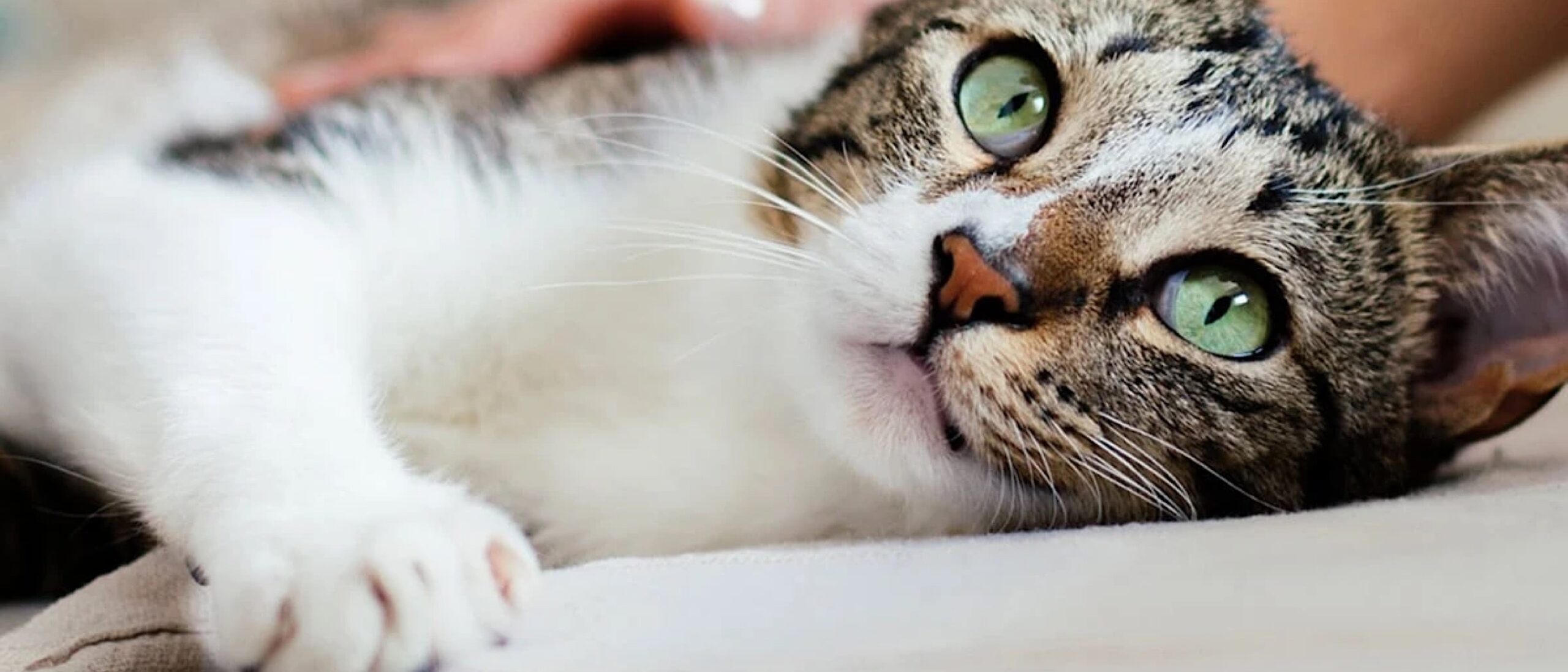 Decoding Your Cat's Secret Signals: What They Really Mean