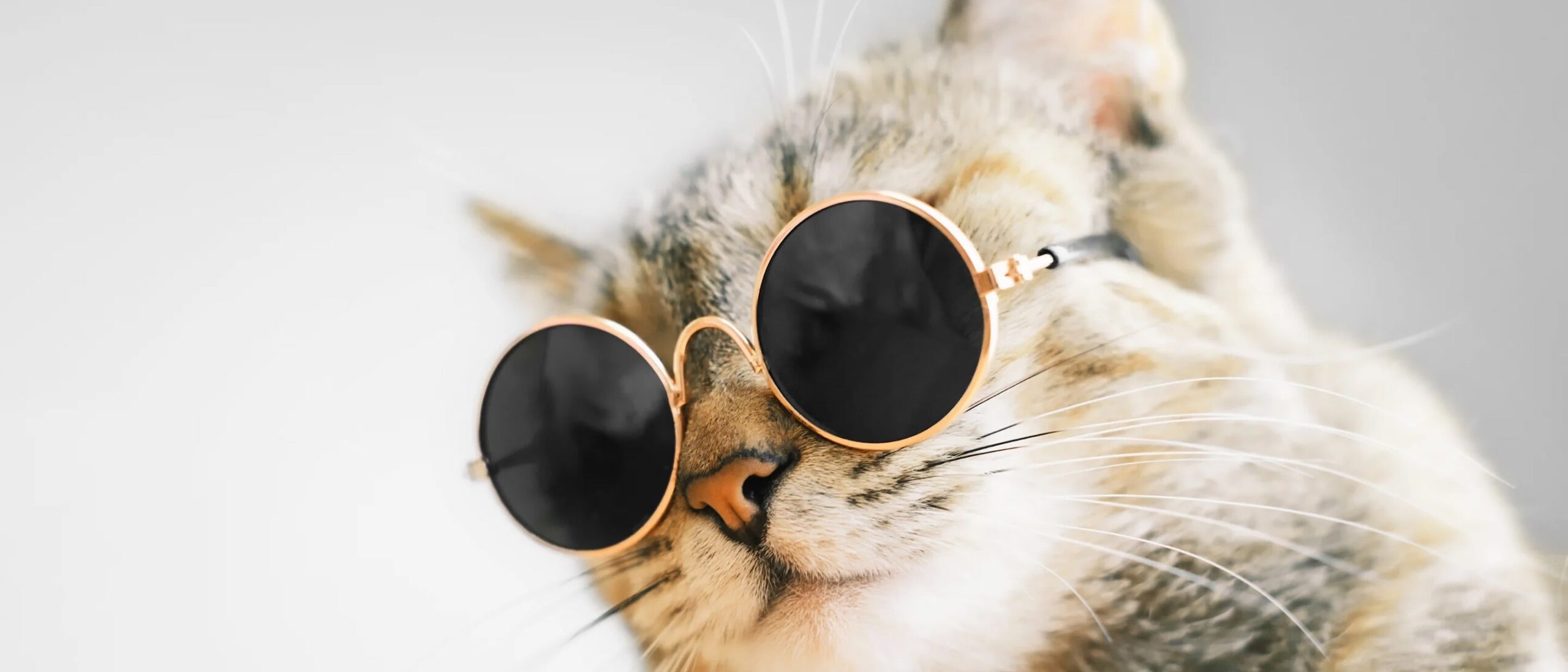 How to Help Your Cat Express Their Style Without the Hype