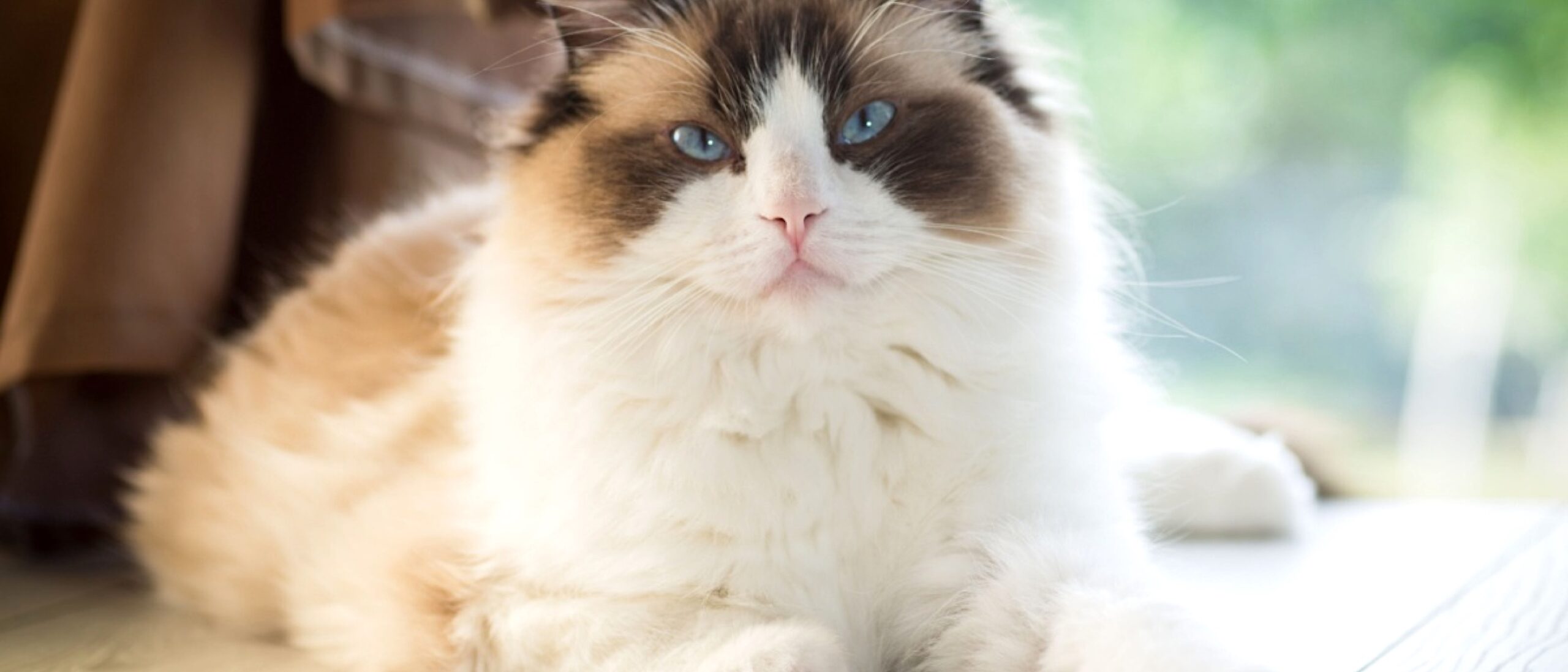 Ragdoll Romance: The Cat That Loves to Cuddle