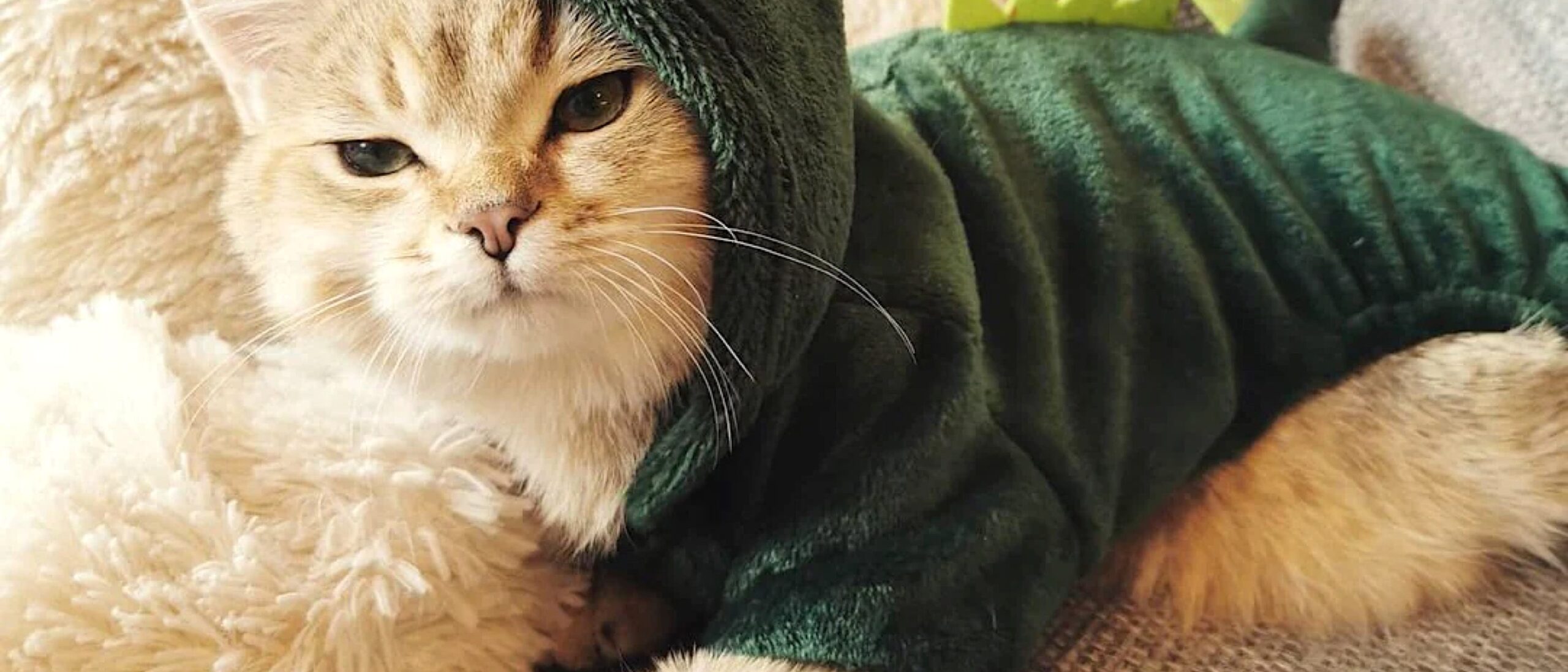 The Art of Feline Fashion: Dressing Your Kitty with Flair