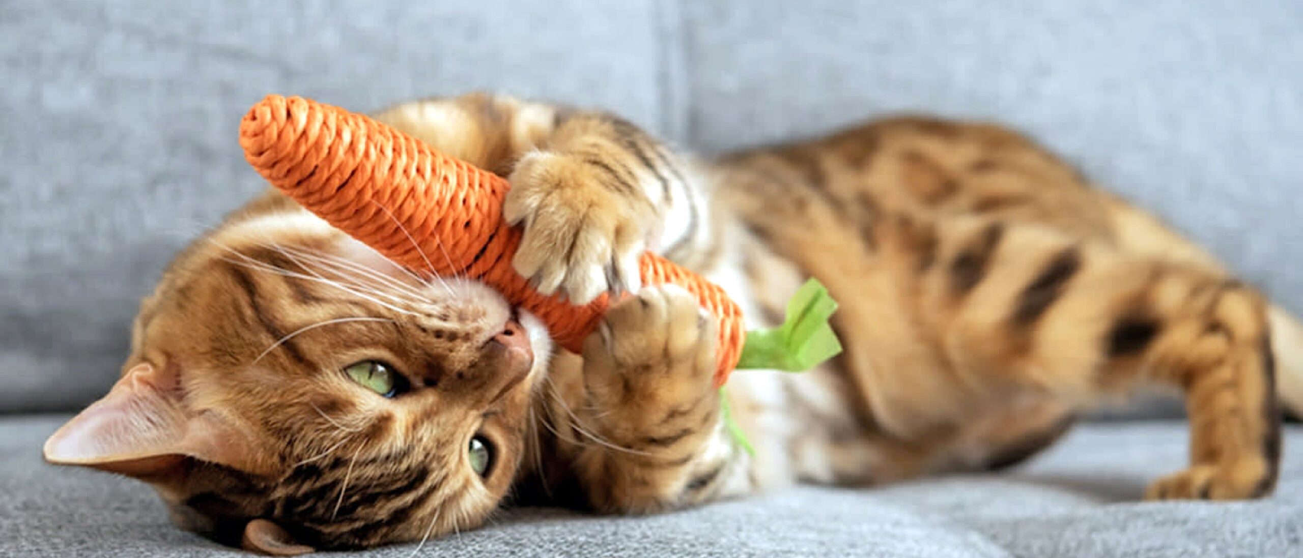 What Your Cat’s Favorite Toy Says About Them