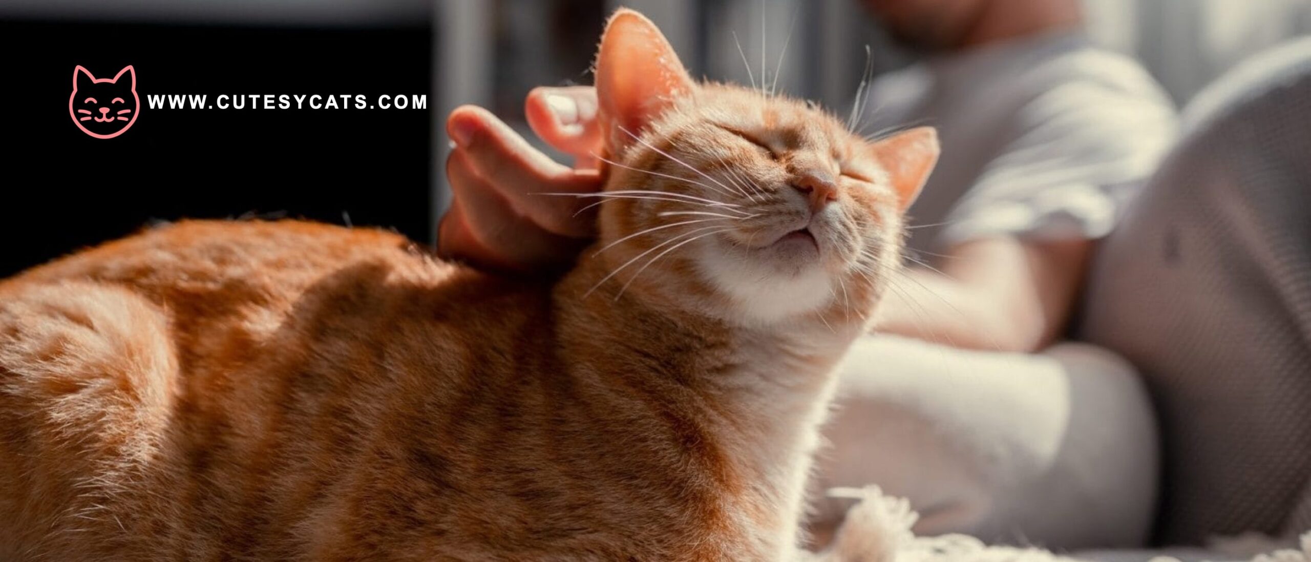 Are We Wrong About When Cats Became Companions?