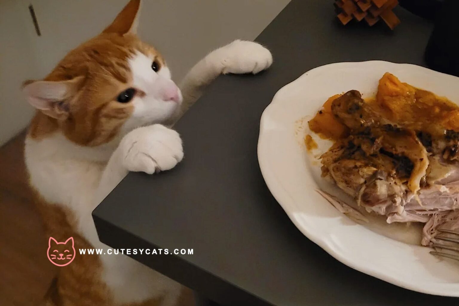 Is It Safe for Cats to Eat a Chicken?