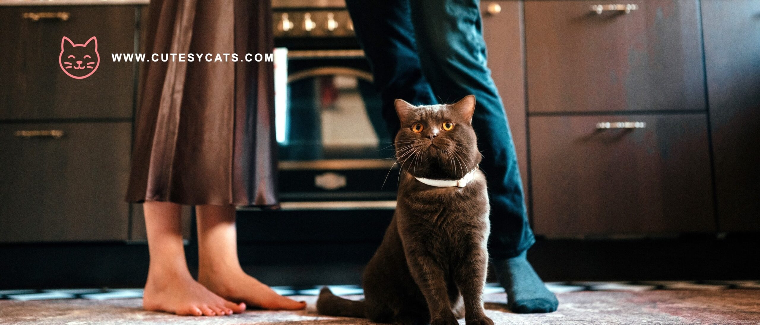 Why Do Cats Meow More at Men Than Women?