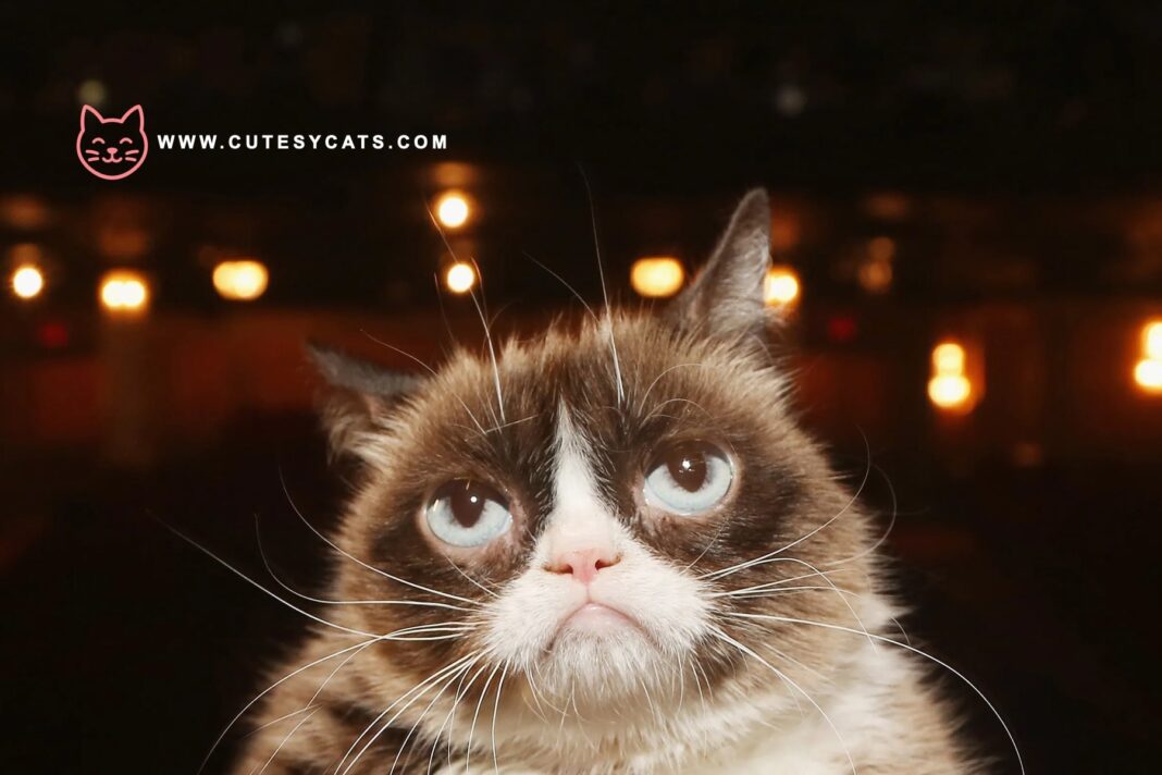 Why Is Your Cat Grumpy at Christmas Parties?