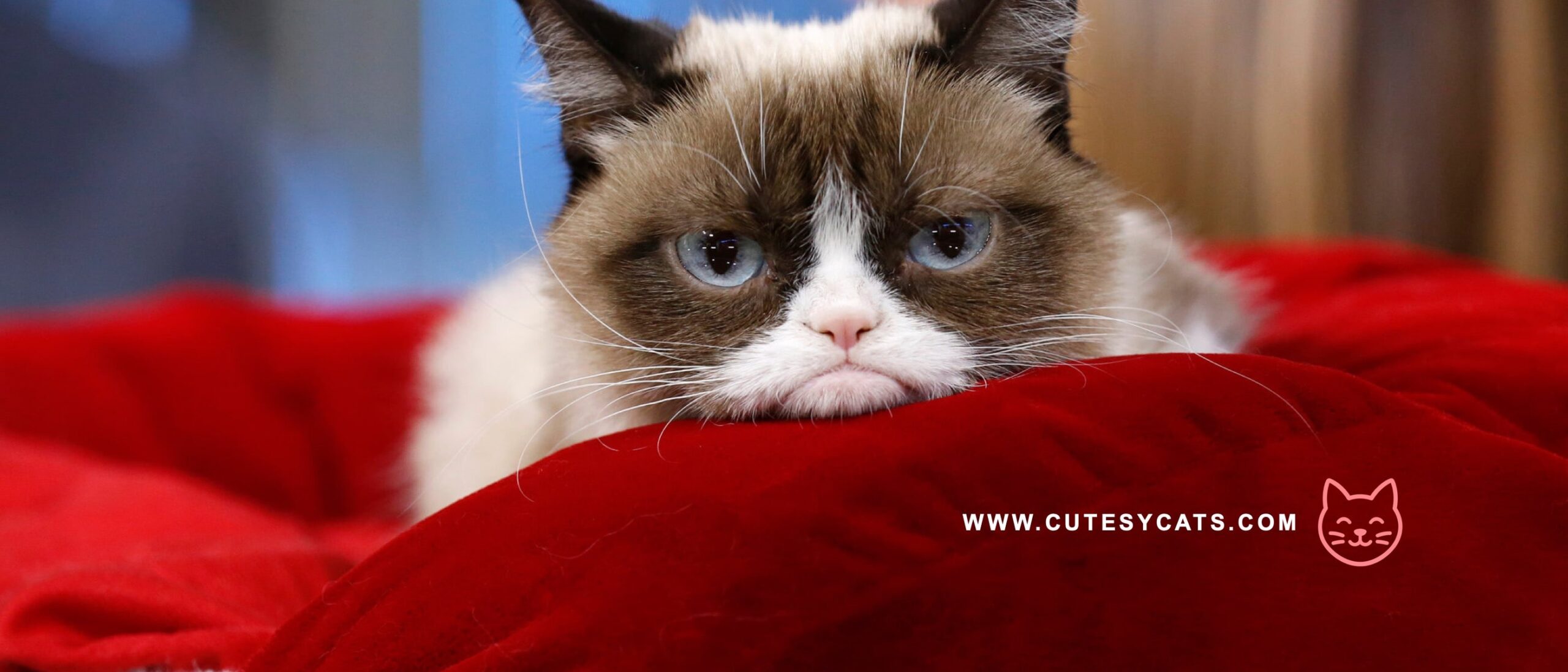 Why Is Your Cat Grumpy at Christmas Parties?
